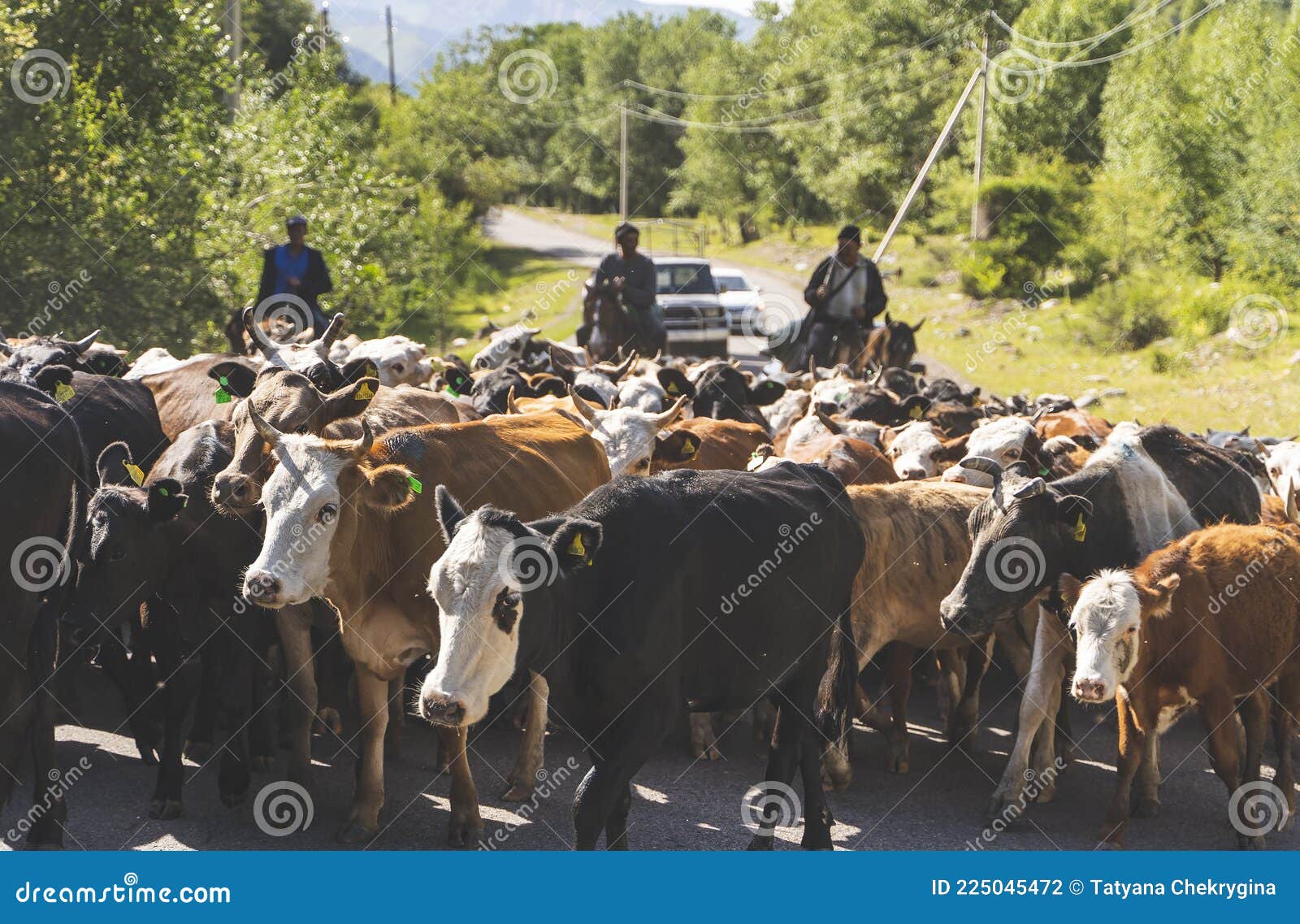 A Road Block in Central Asia Made Up of Cows. Stock Photo - Image of ...