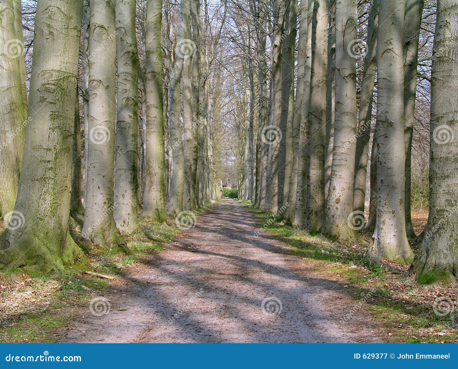 A Road with on Both Sides Trees Stock Image - Image of alley, evening ...