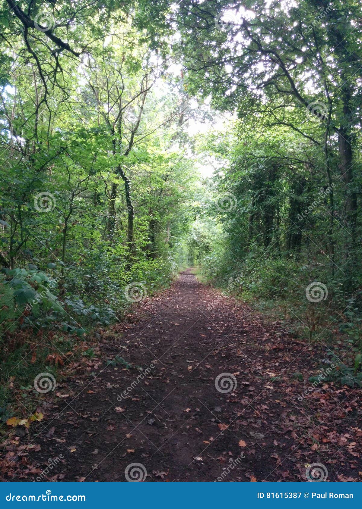 Road between Bushes stock image. Image of rainforest - 81615387