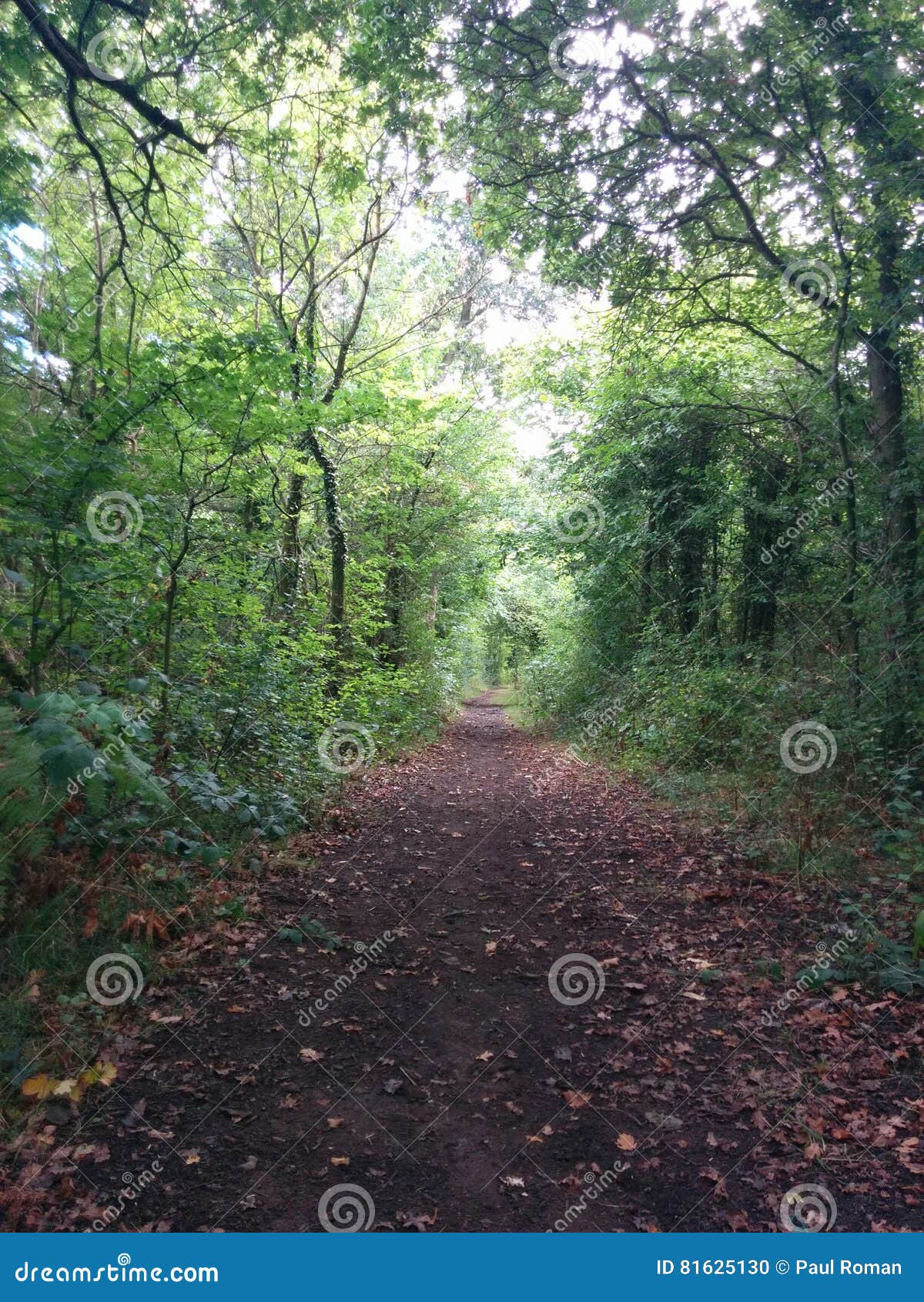 Road between Bushes stock photo. Image of branch, biome - 81625130