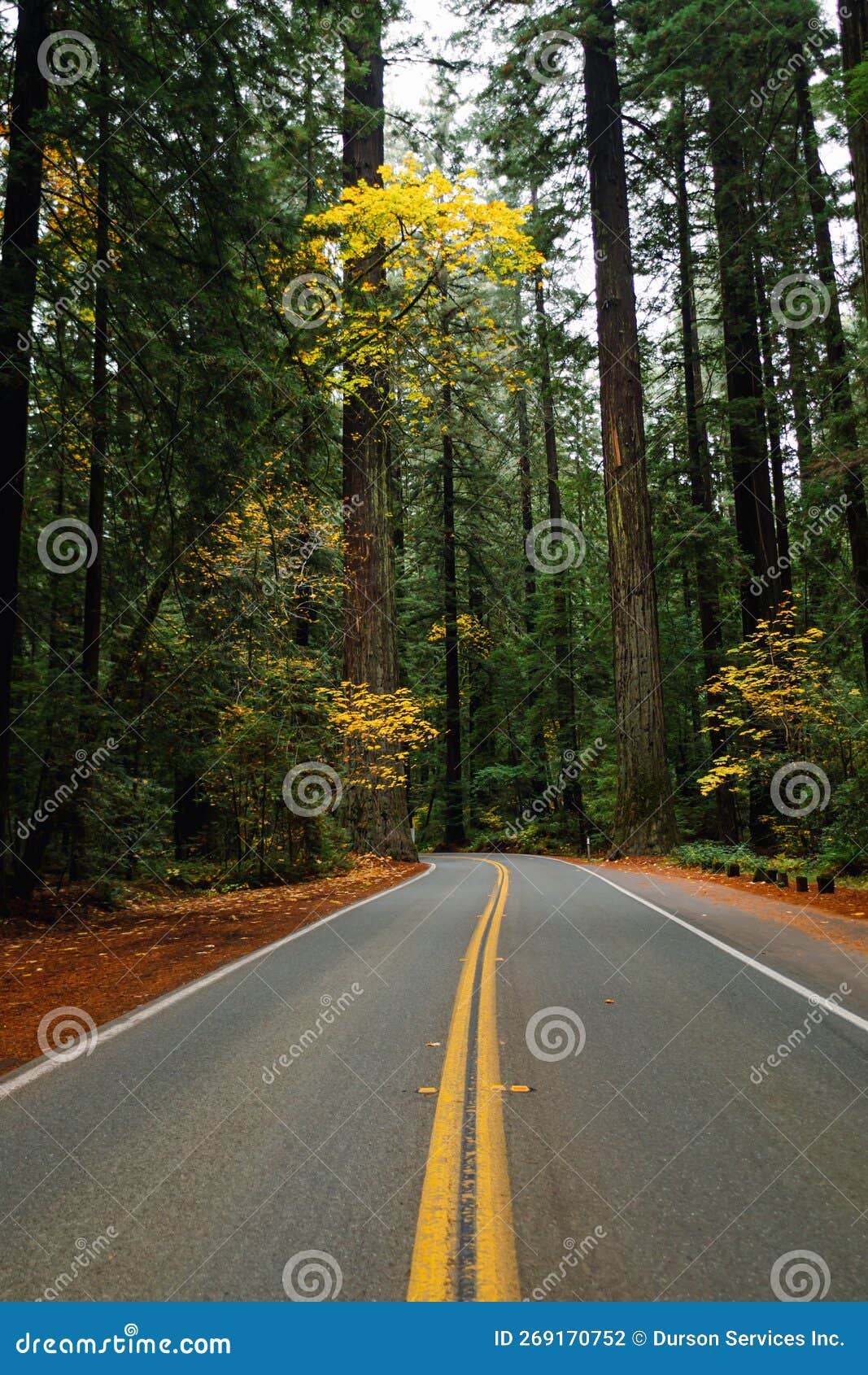 Road through the California Redwoods Stock Photo - Image of street ...