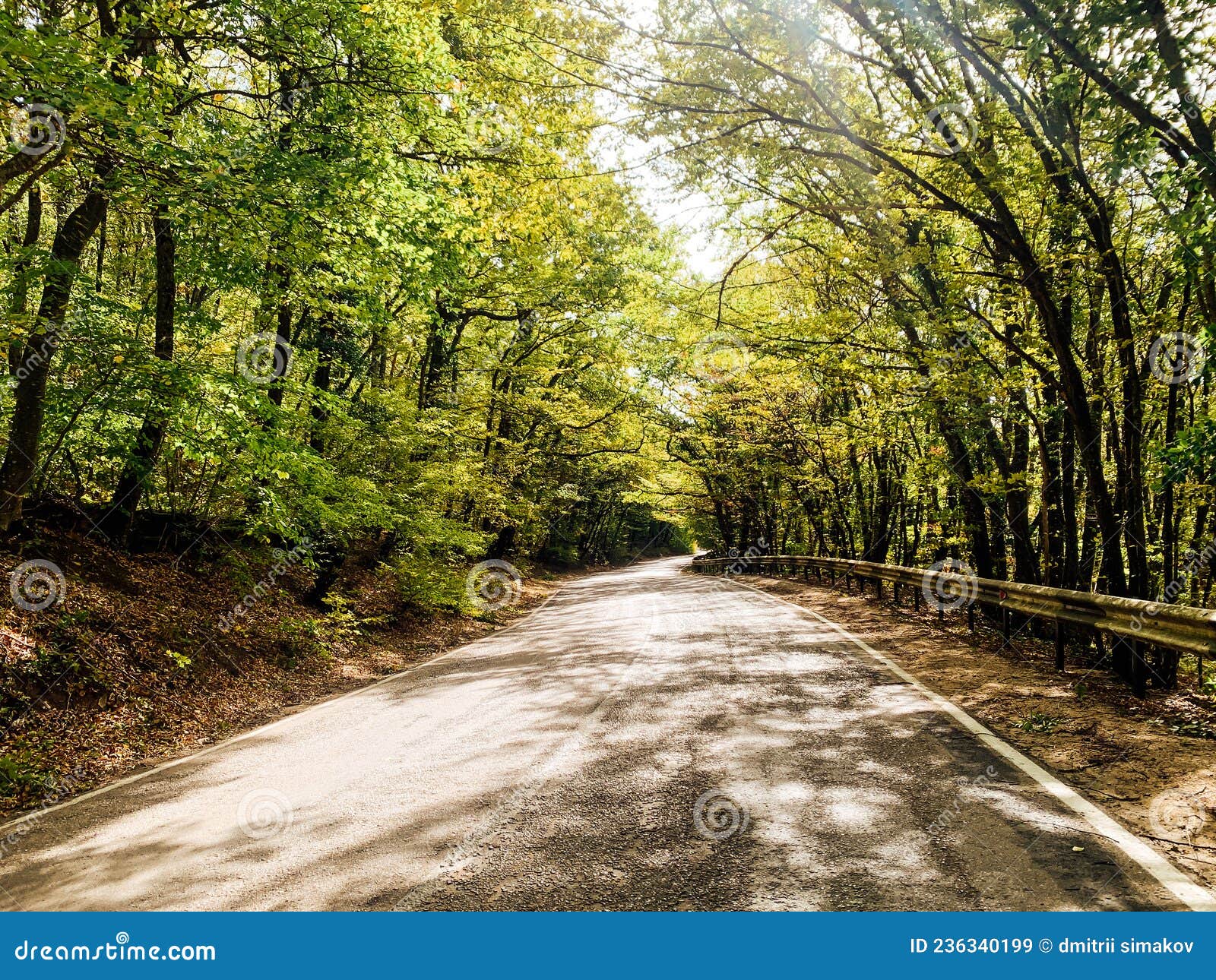 Beautiful Road without Cars in a Green Forest Stock Image - Image of ...