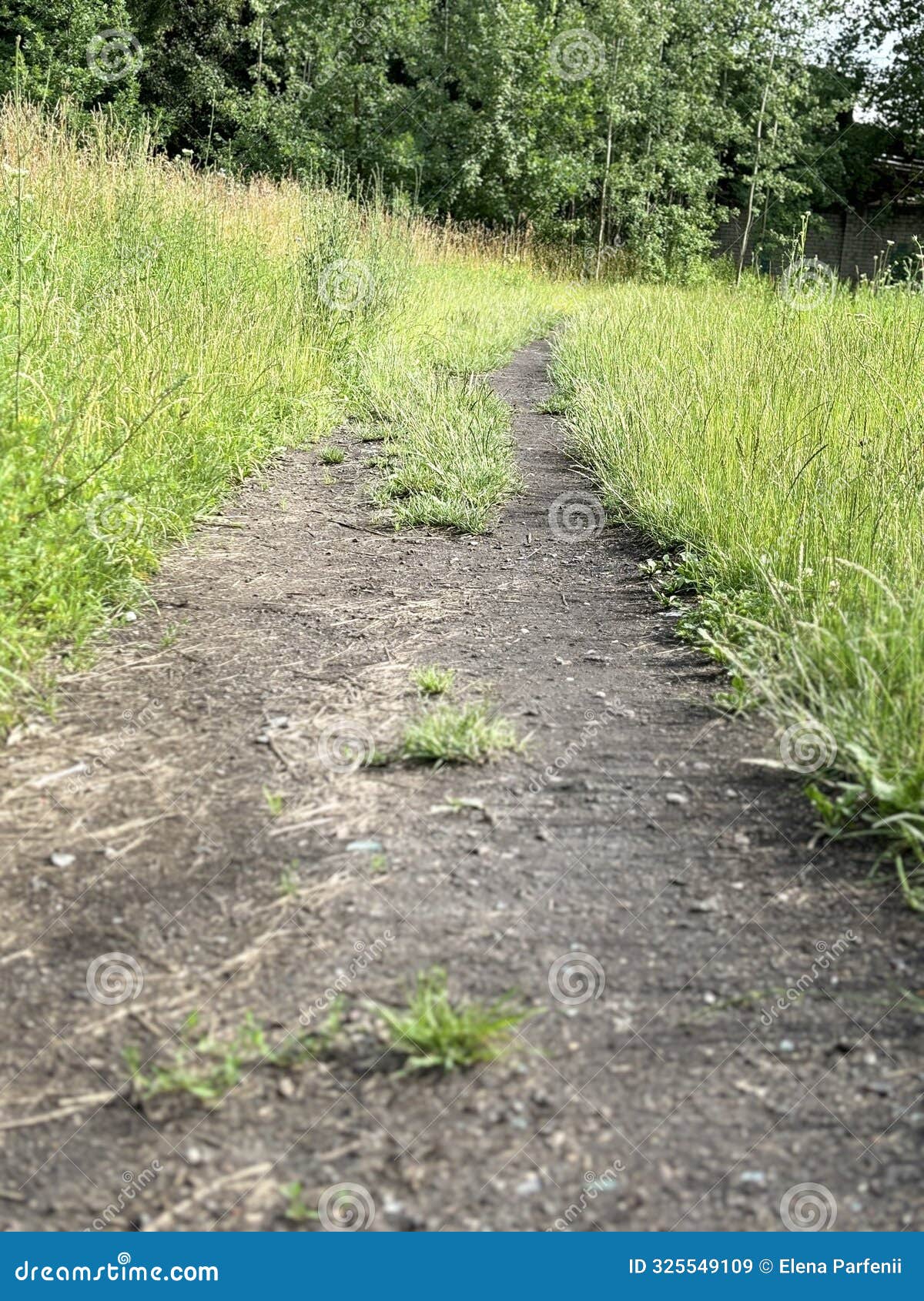 The Road of Change. a Path in the Forest. Stock Image - Image of road ...