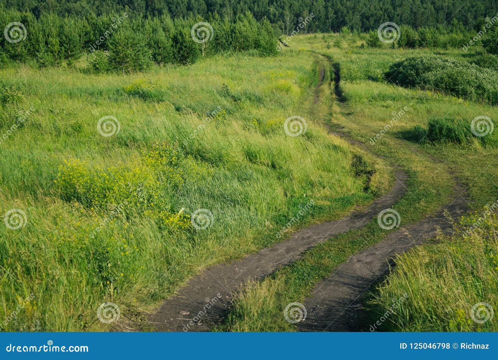 The Road through the Clearing Stock Photo - Image of meadow, grass ...