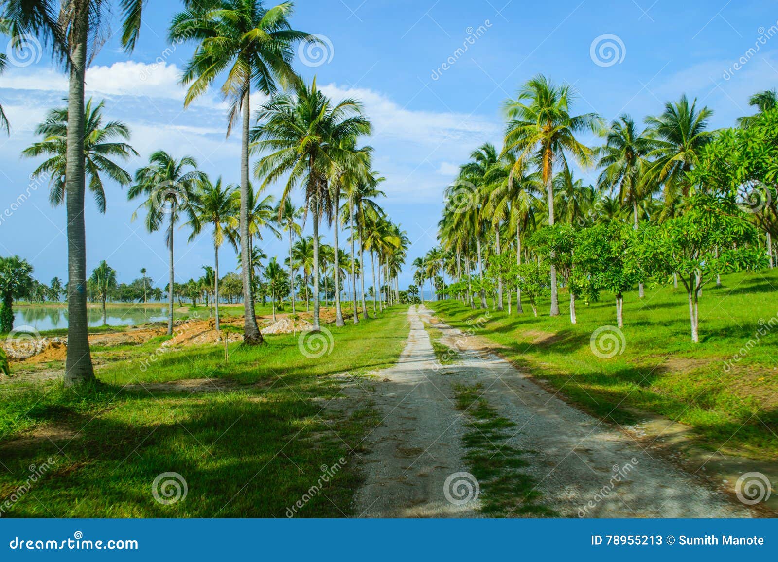 The road in coconut tree stock image. Image of vacation - 78955213