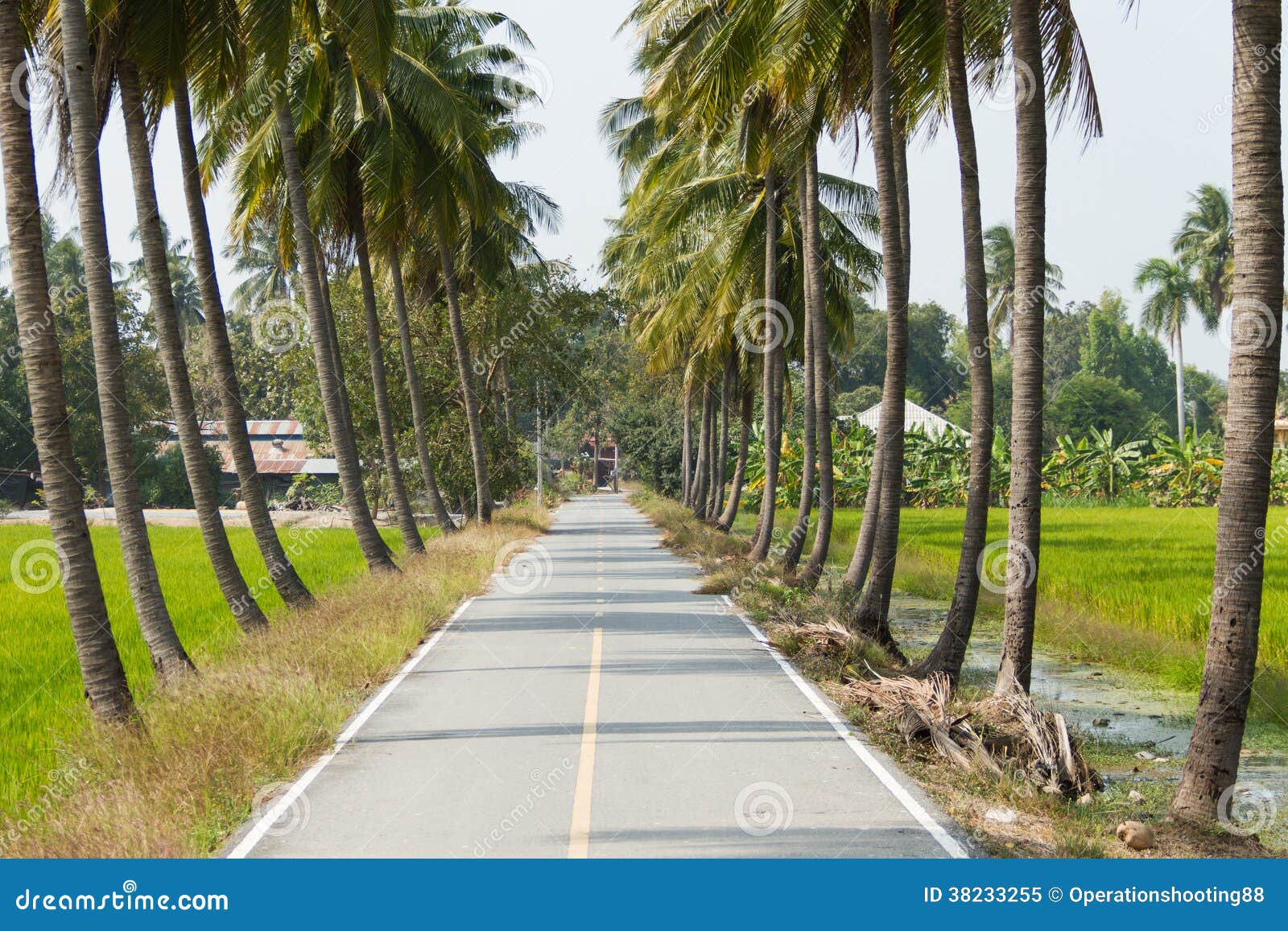 Road and coconut trees stock image. Image of summer, thailand - 38233255