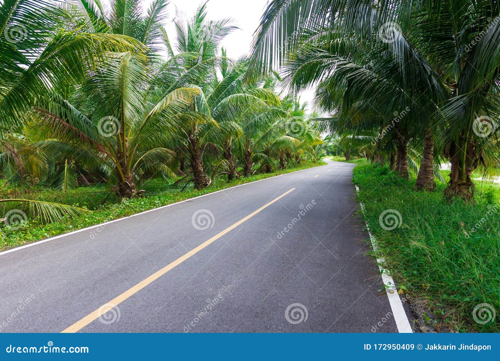 Road with coconut trees. stock image. Image of relaxation - 172950409