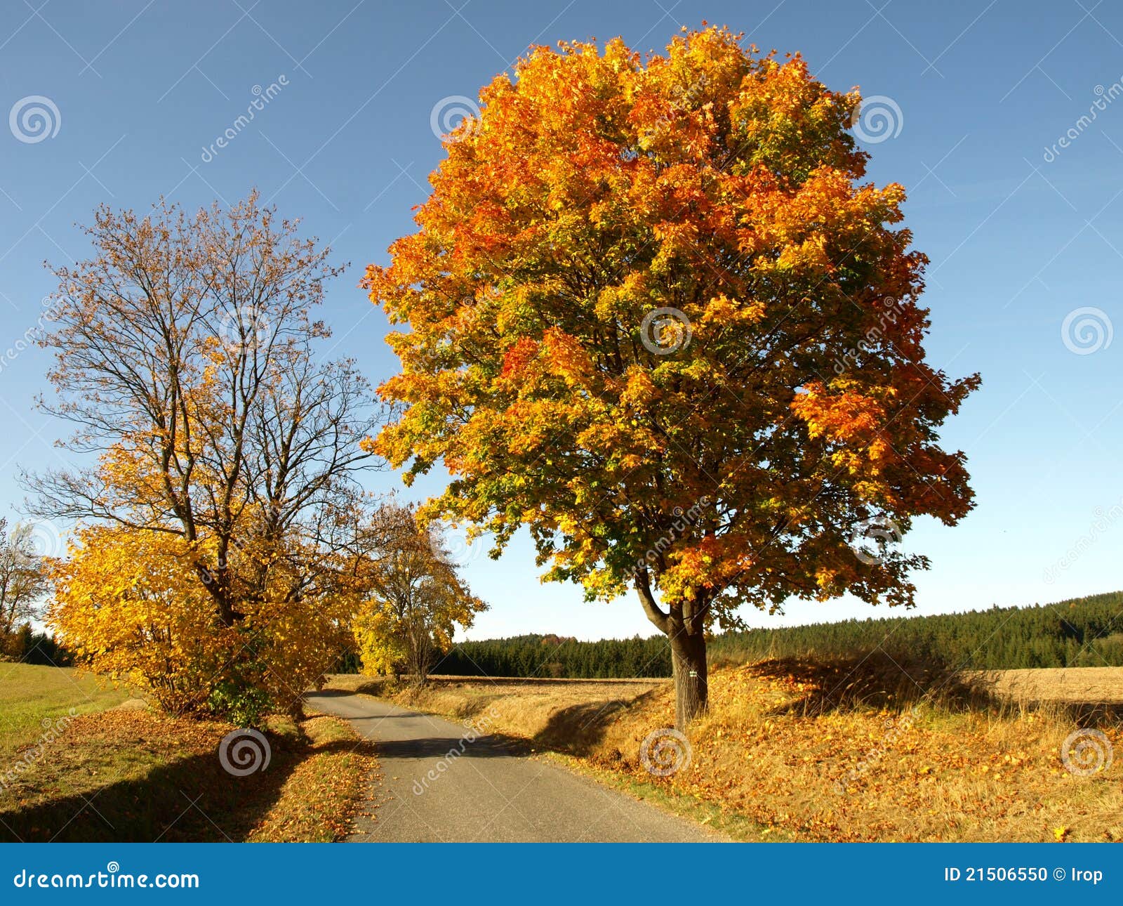 Road with color tree stock photo. Image of road, nature - 21506550