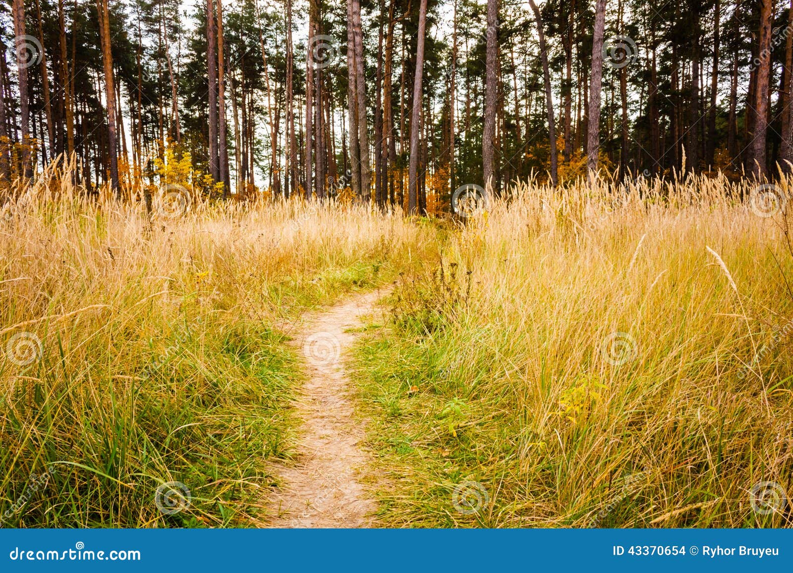 Road through a Colorful Forest in Autumn Stock Photo - Image of evening ...