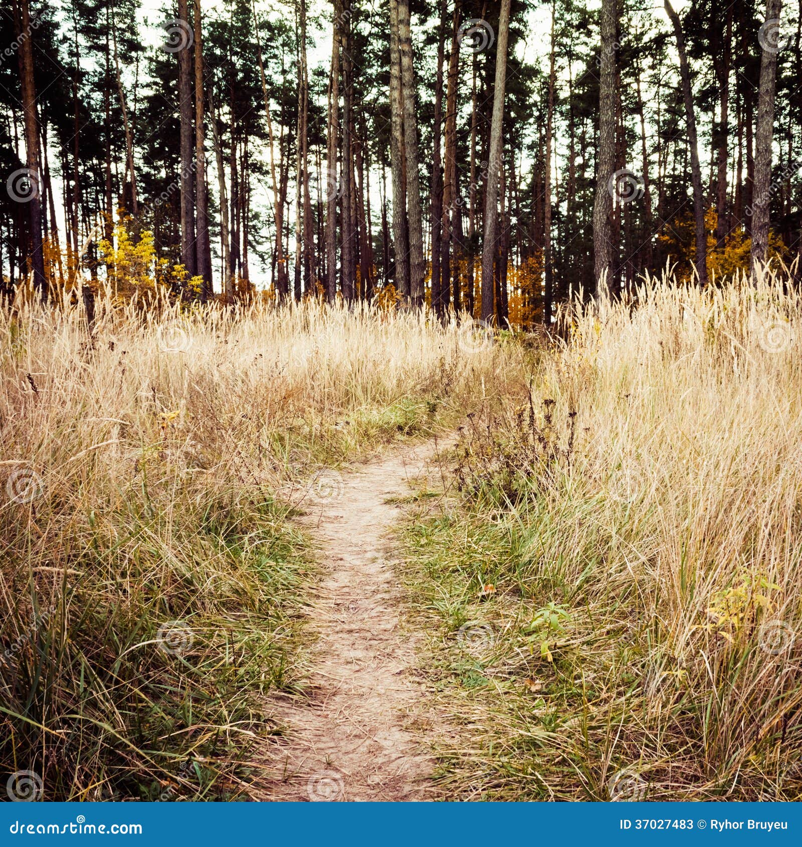Road through a Colorful Forest in Autumn Stock Image - Image of mood ...