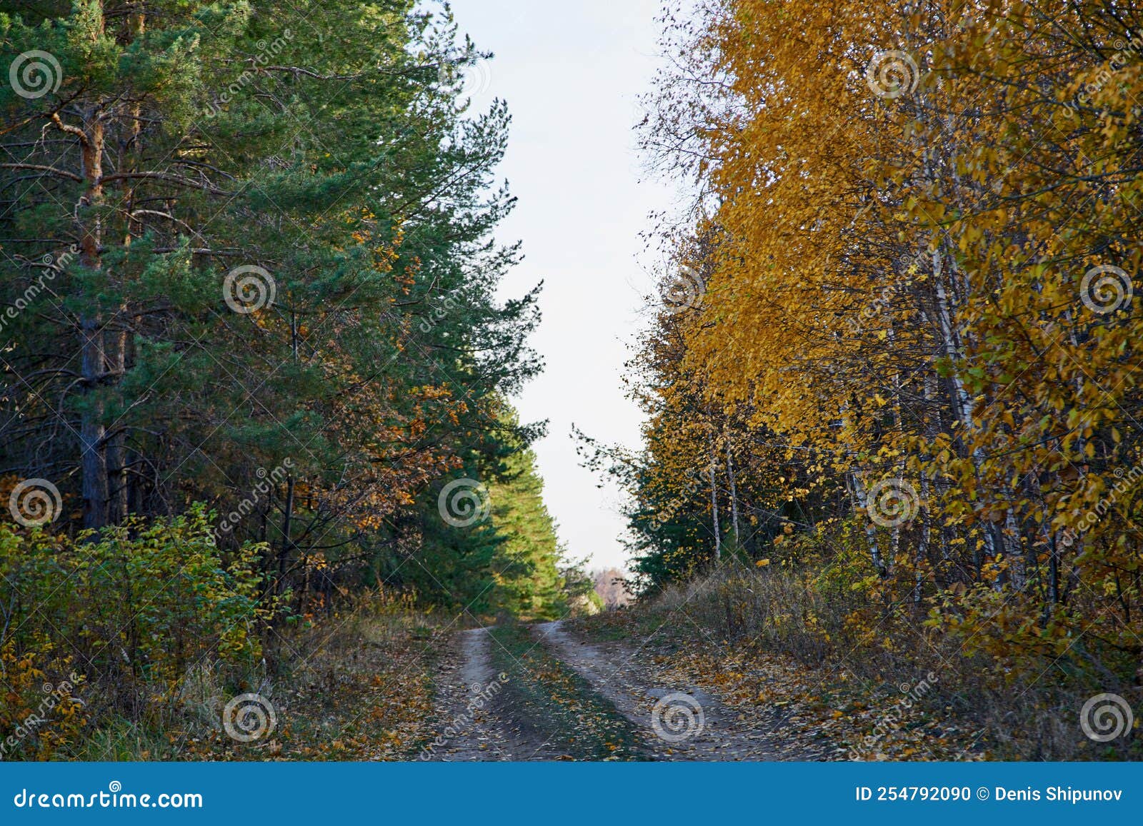 Road through Coniferous and Deciduous Forest. Natural Background. Stock ...