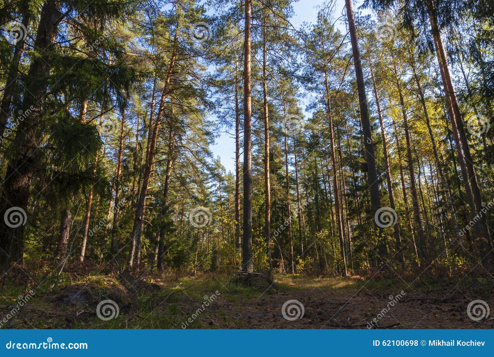 Road in the Conifers Forest, Russia Stock Photo - Image of foliage ...