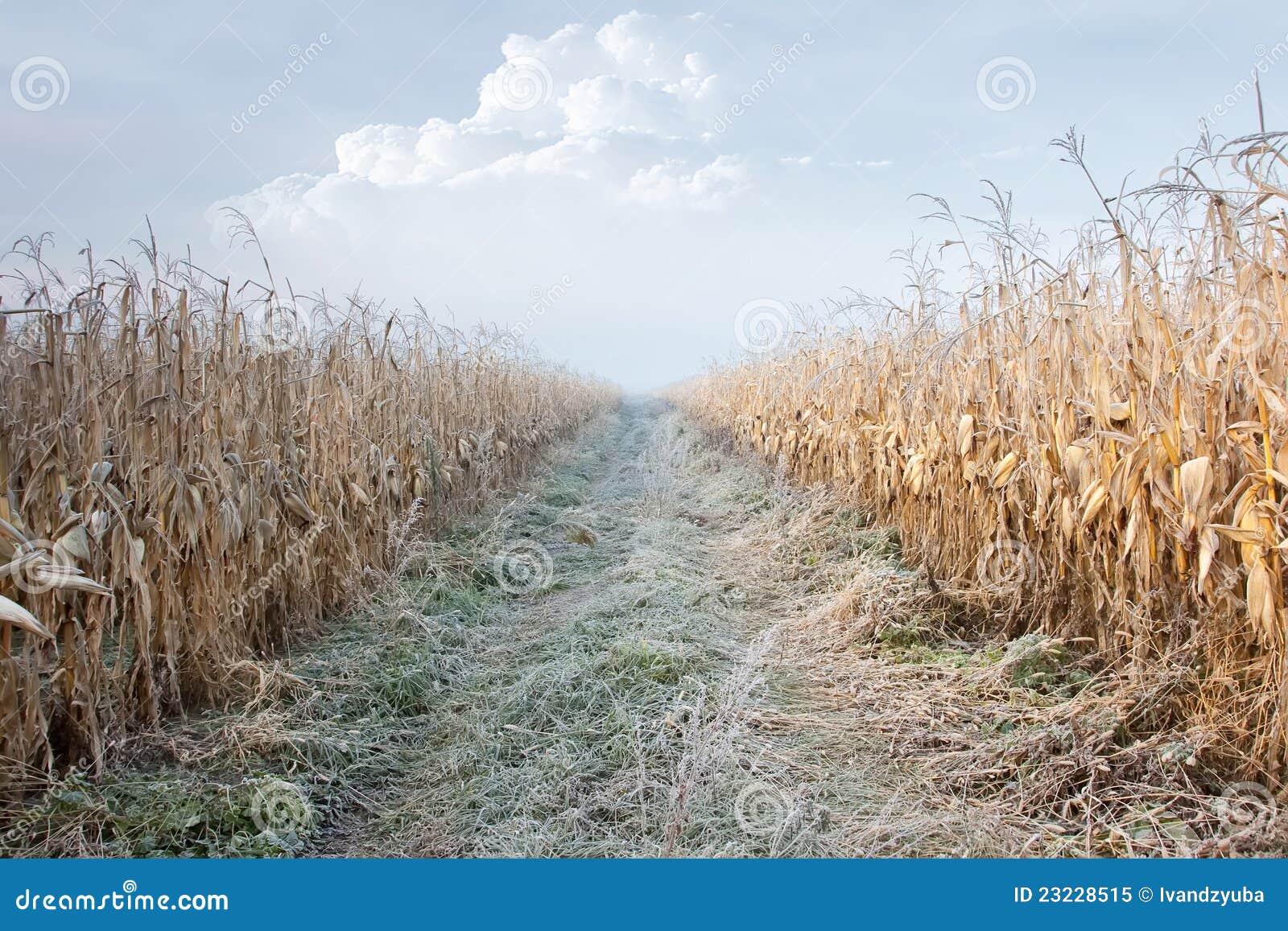 Road through Corn Field stock image. Image of industry - 23228515