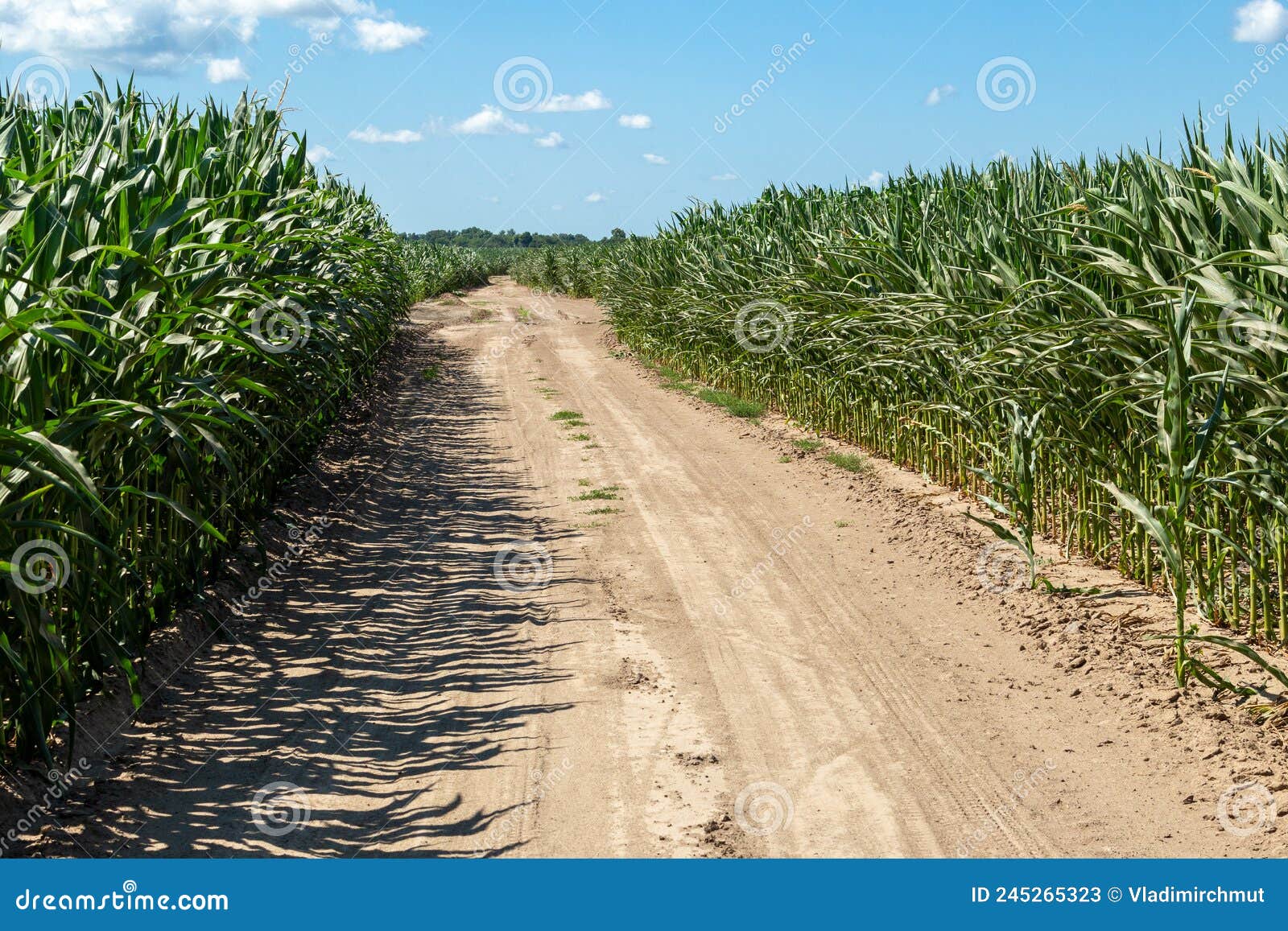 Road through a corn field stock image. Image of grain - 245265323