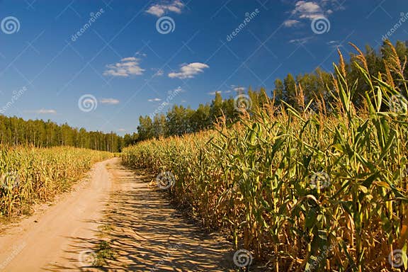 Road through corn field stock image. Image of trees, meadow - 3084431