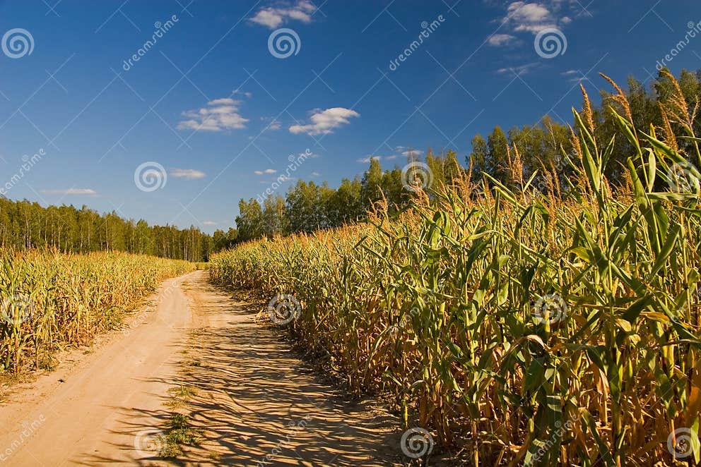 Road through corn field stock image. Image of trees, meadow - 3084431