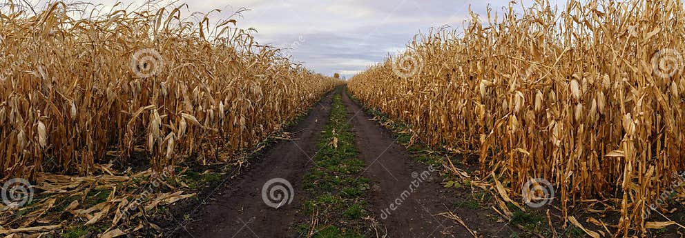 Road between Corn Field in Autumn Stock Photo - Image of panoramic ...