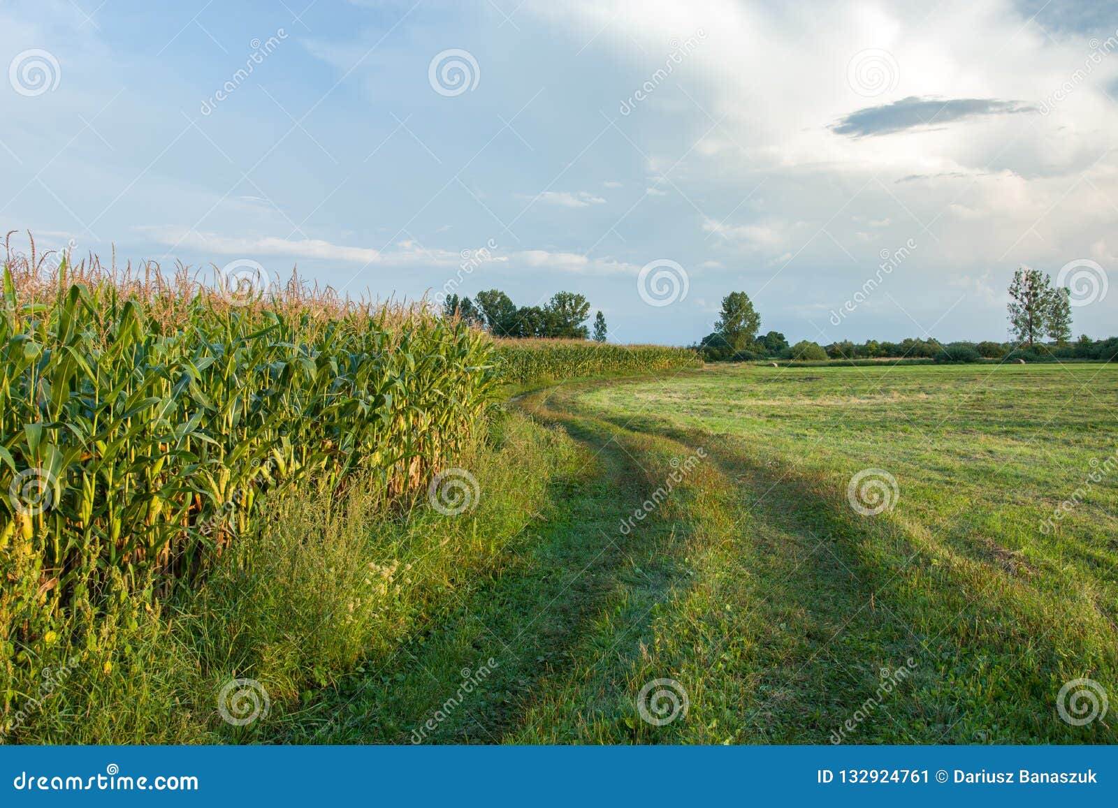 Road and corn field stock image. Image of nature, corn - 132924761