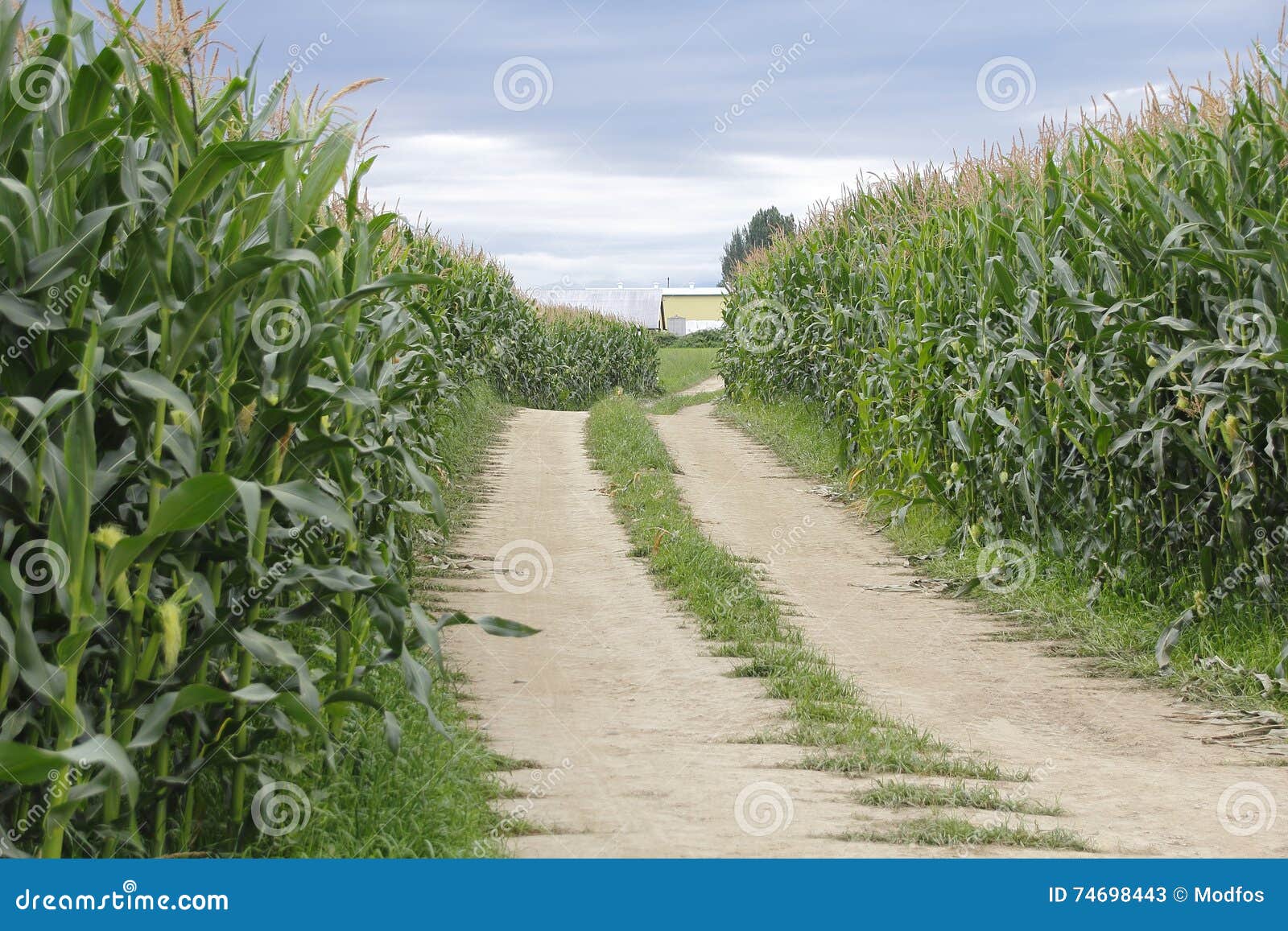 Road through the Corn Field Stock Image - Image of narrow, maize: 74698443
