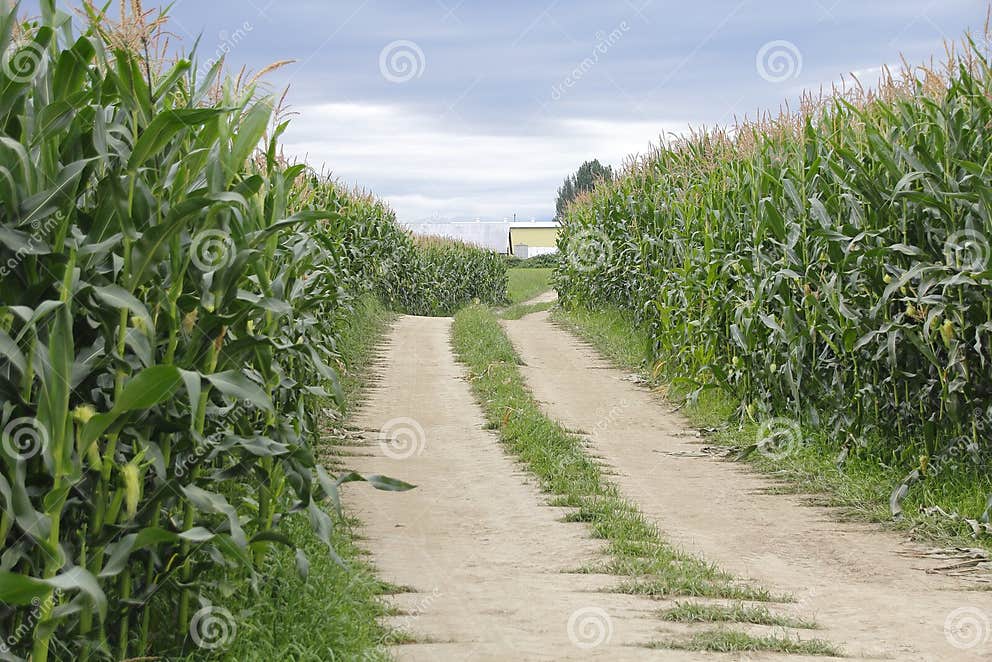 Road through the Corn Field Stock Image - Image of narrow, maize: 74698443