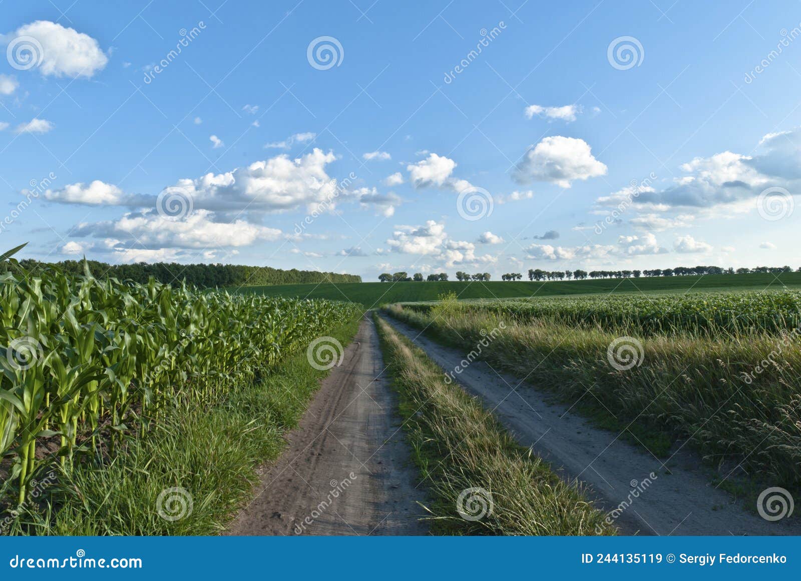 Road Corn Grows on a Summer Field Stock Image - Image of nature, blue ...