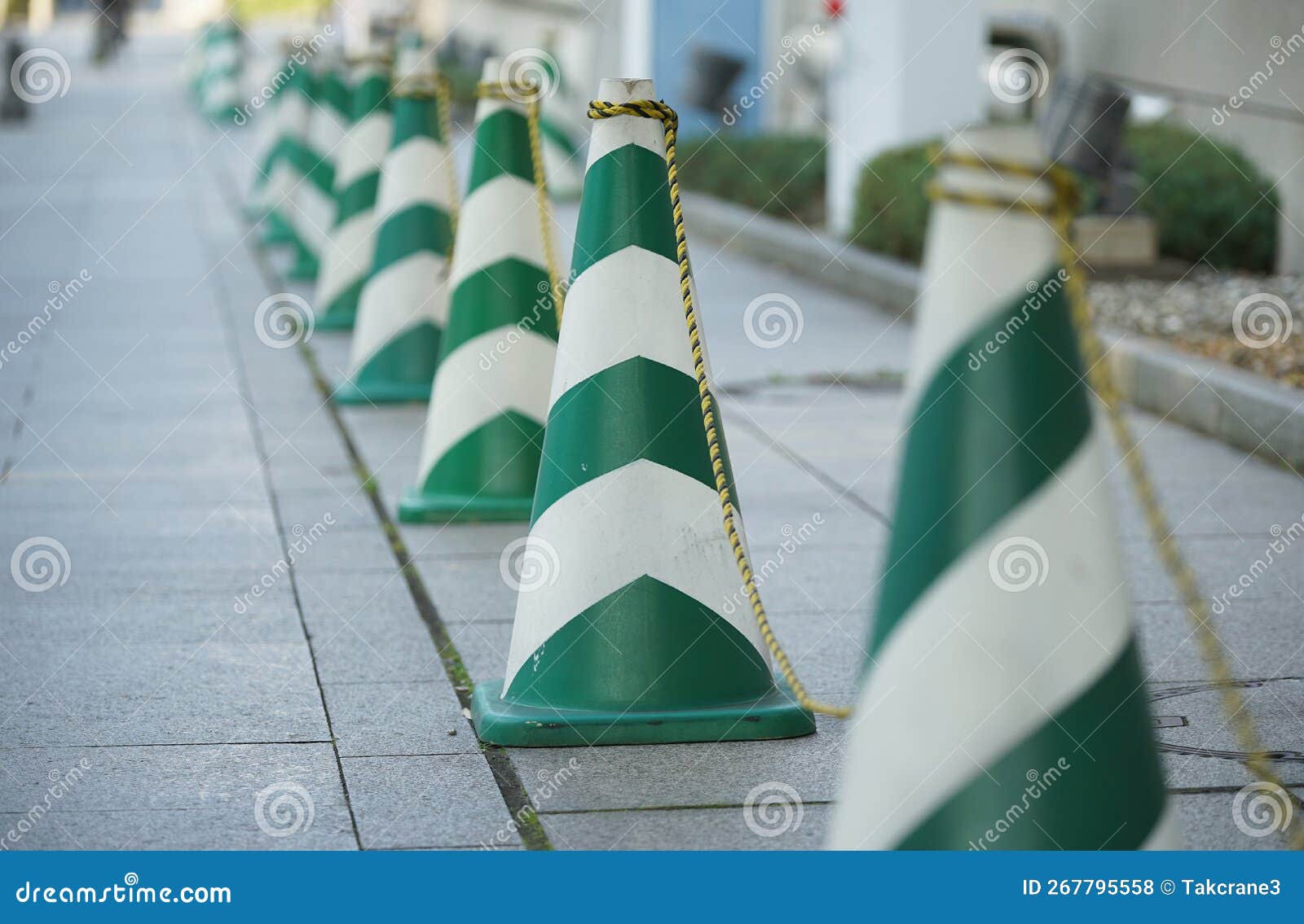 Road corn stock photo. Image of scenery, fine, outdoor - 267795558