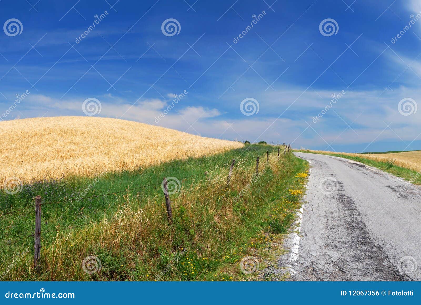 Road through cornfields stock photo. Image of isolated - 12067356