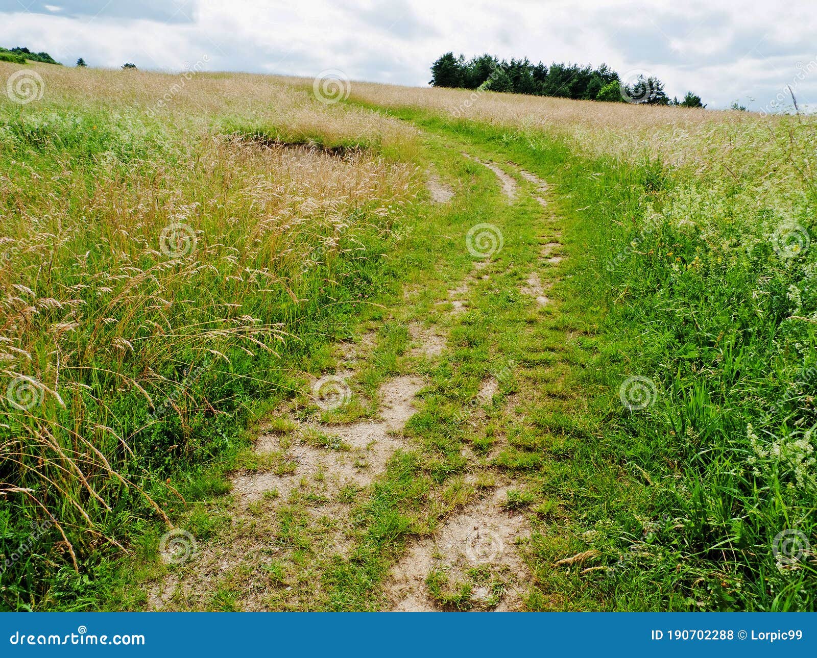 View of a Country Road in Field Stock Photo - Image of nature, path ...