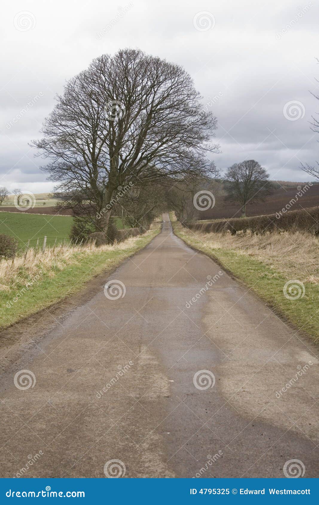 Road in countryside stock image. Image of receding, northumberland ...