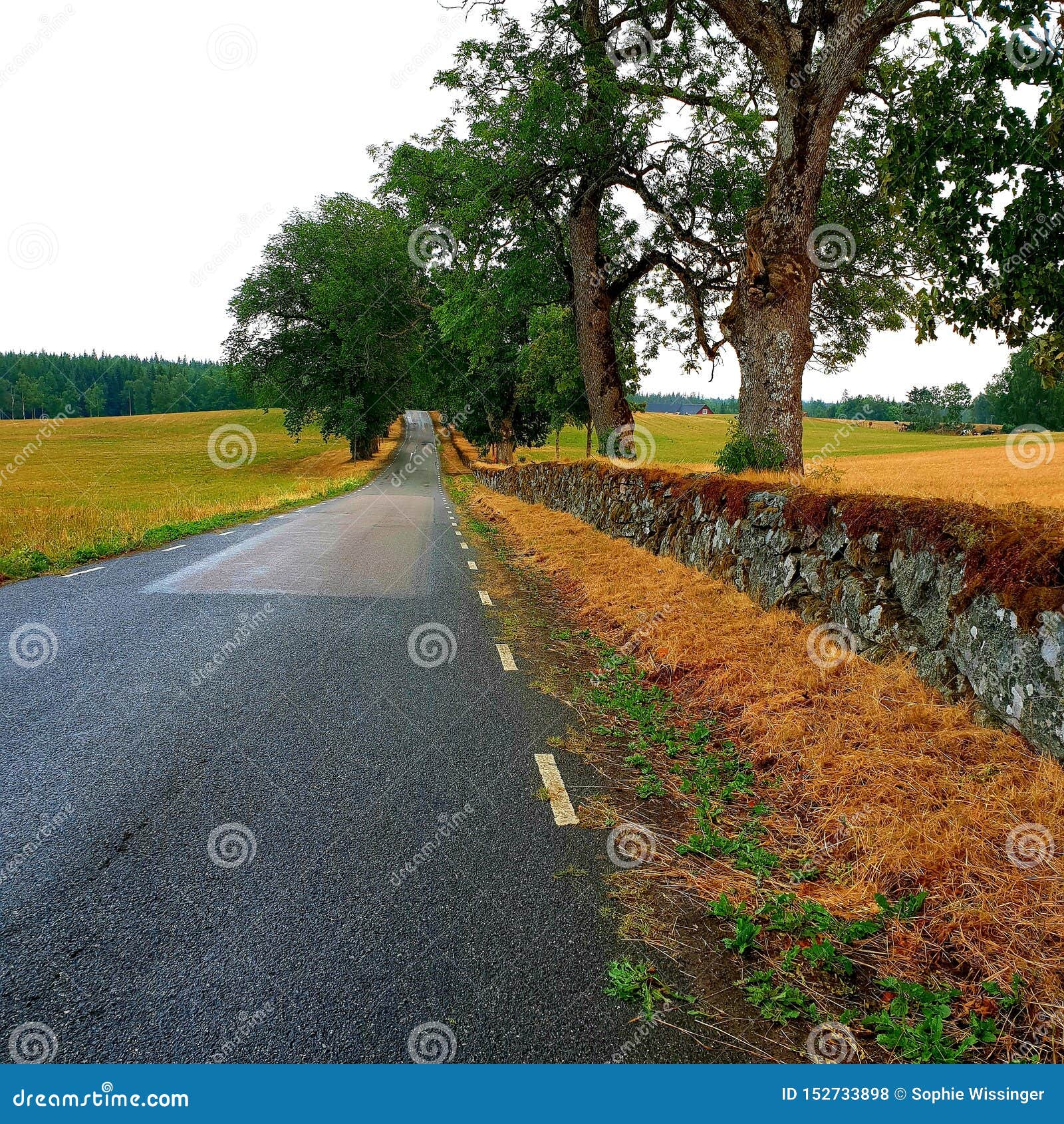 Road in the countryside stock photo. Image of countryside - 152733898