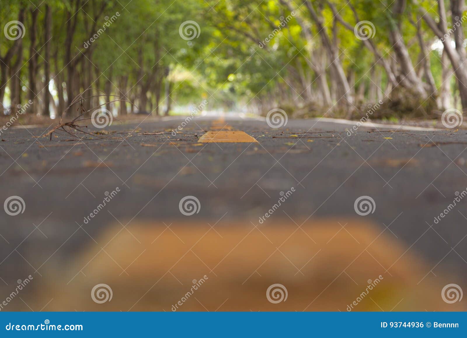 Road cover with tree stock photo. Image of future, leaf - 93744936