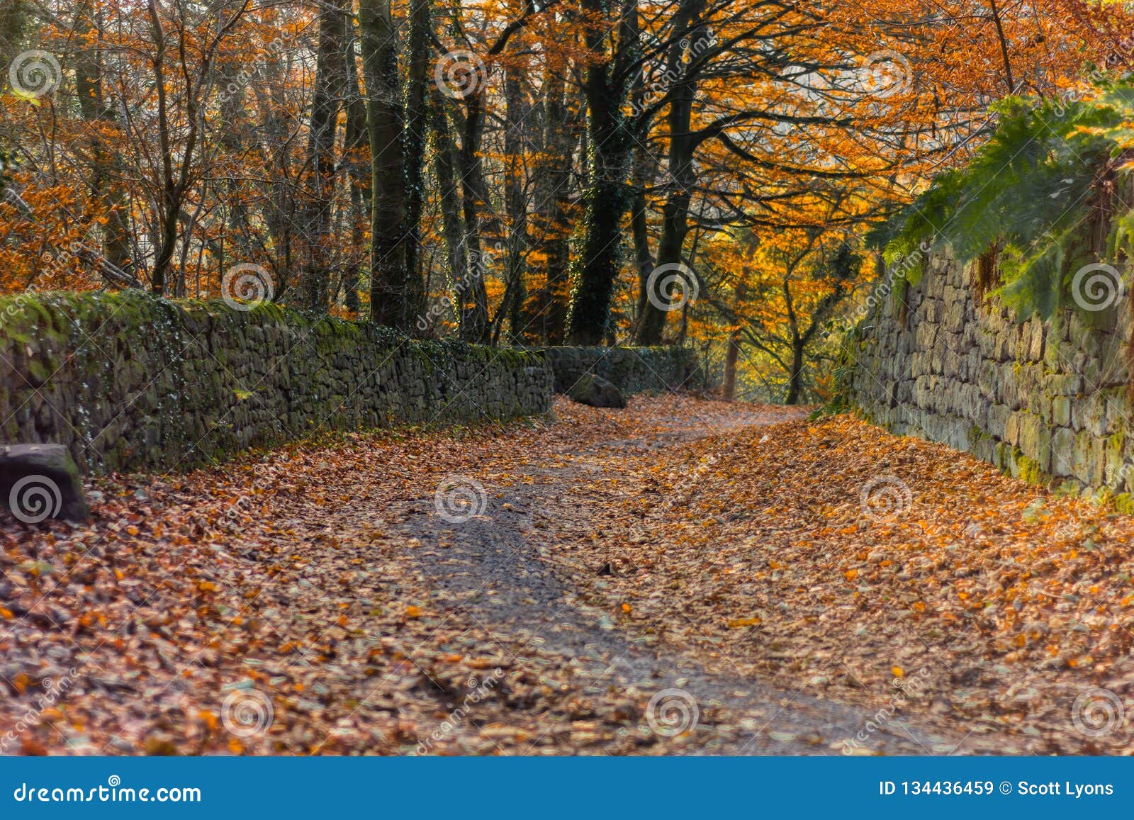 Leaf covered road stock image. Image of environment - 134436459