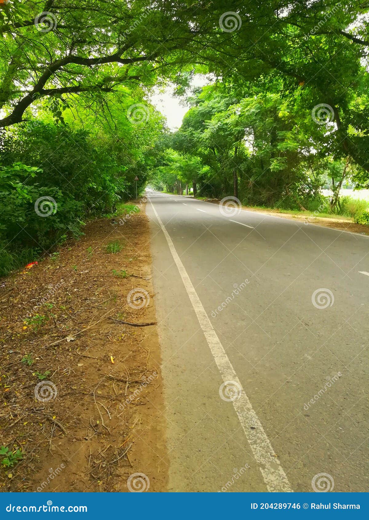 Road Covered with Green Trees. Stock Photo - Image of autumn, lane ...