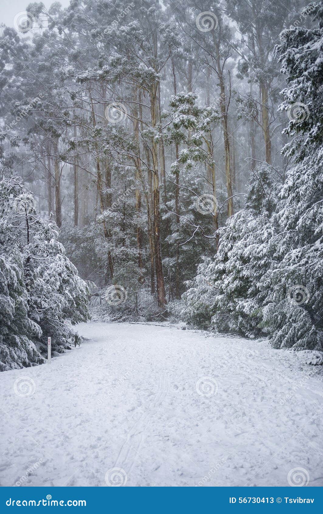 Road Covered with Snow in Eucalyptus Forest in Australia Stock Image ...