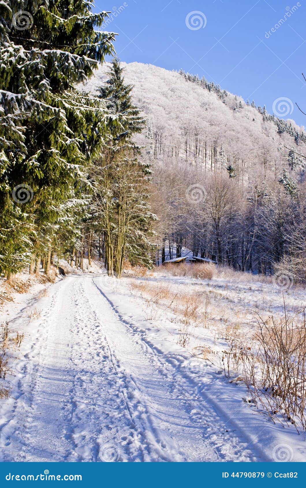 Road Covered by Snow in the Forest Stock Image - Image of road, natural ...