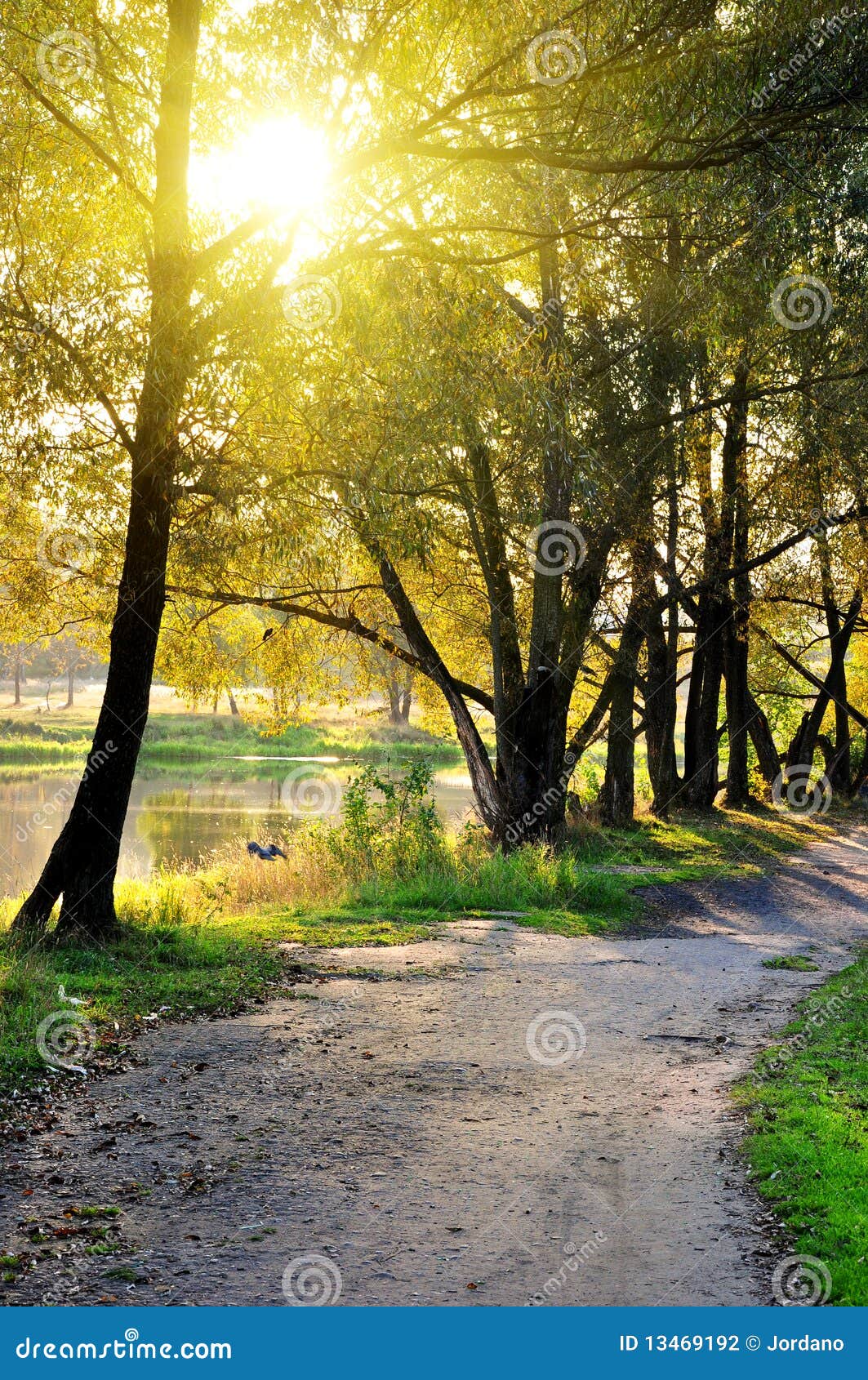 Forest Scenery. Nature Trees Plants Landscapes Royalty-Free Stock Image ...