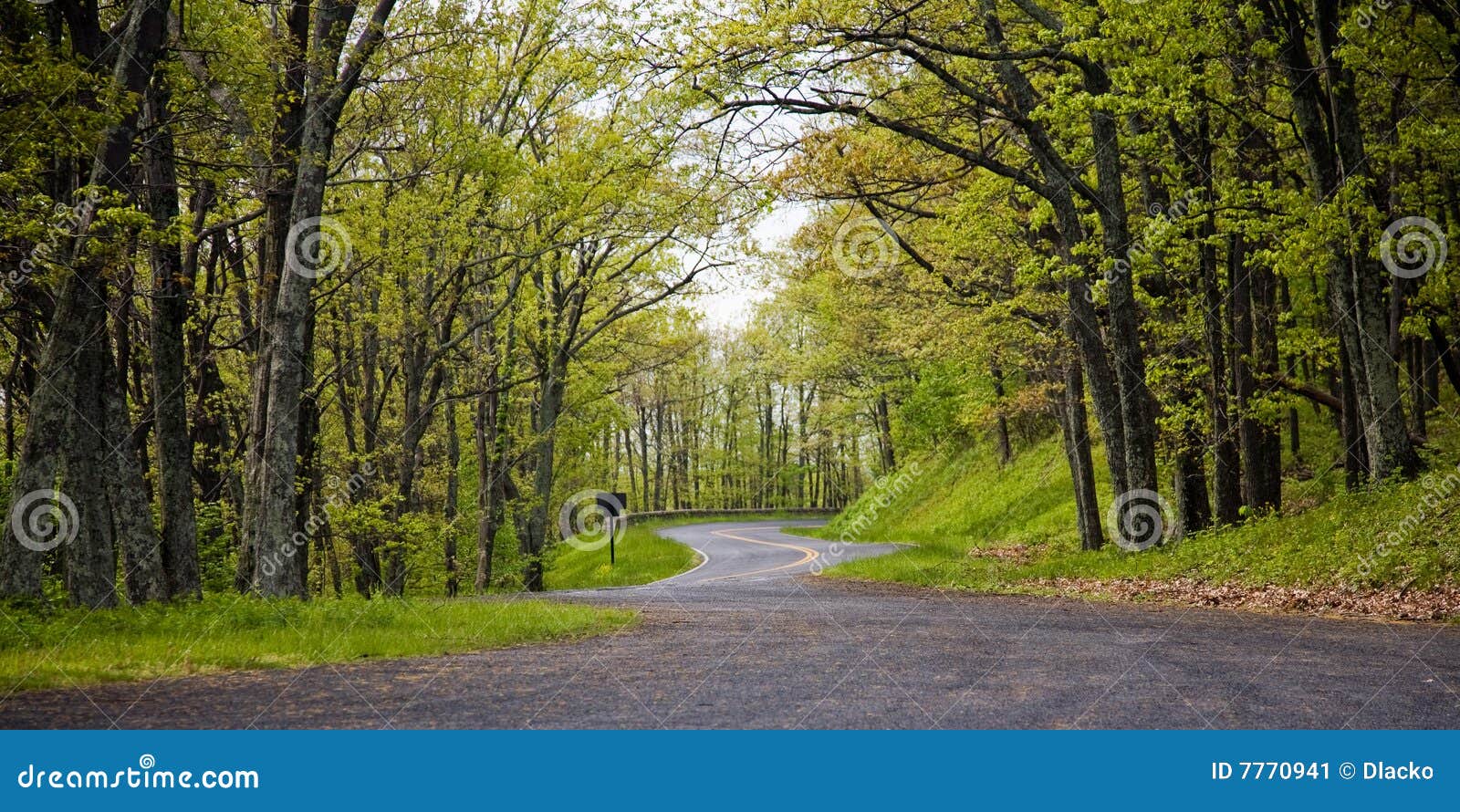 Road Crossing Spring Forest Stock Image - Image of virginia, forest ...