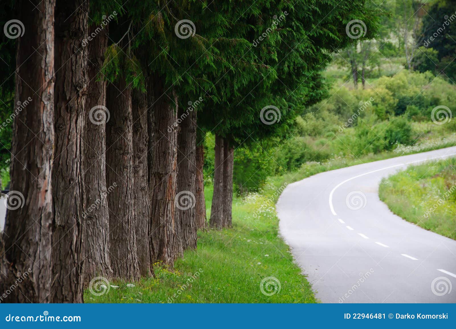 Road Curving Past Trees stock image. Image of trip, pines - 22946481