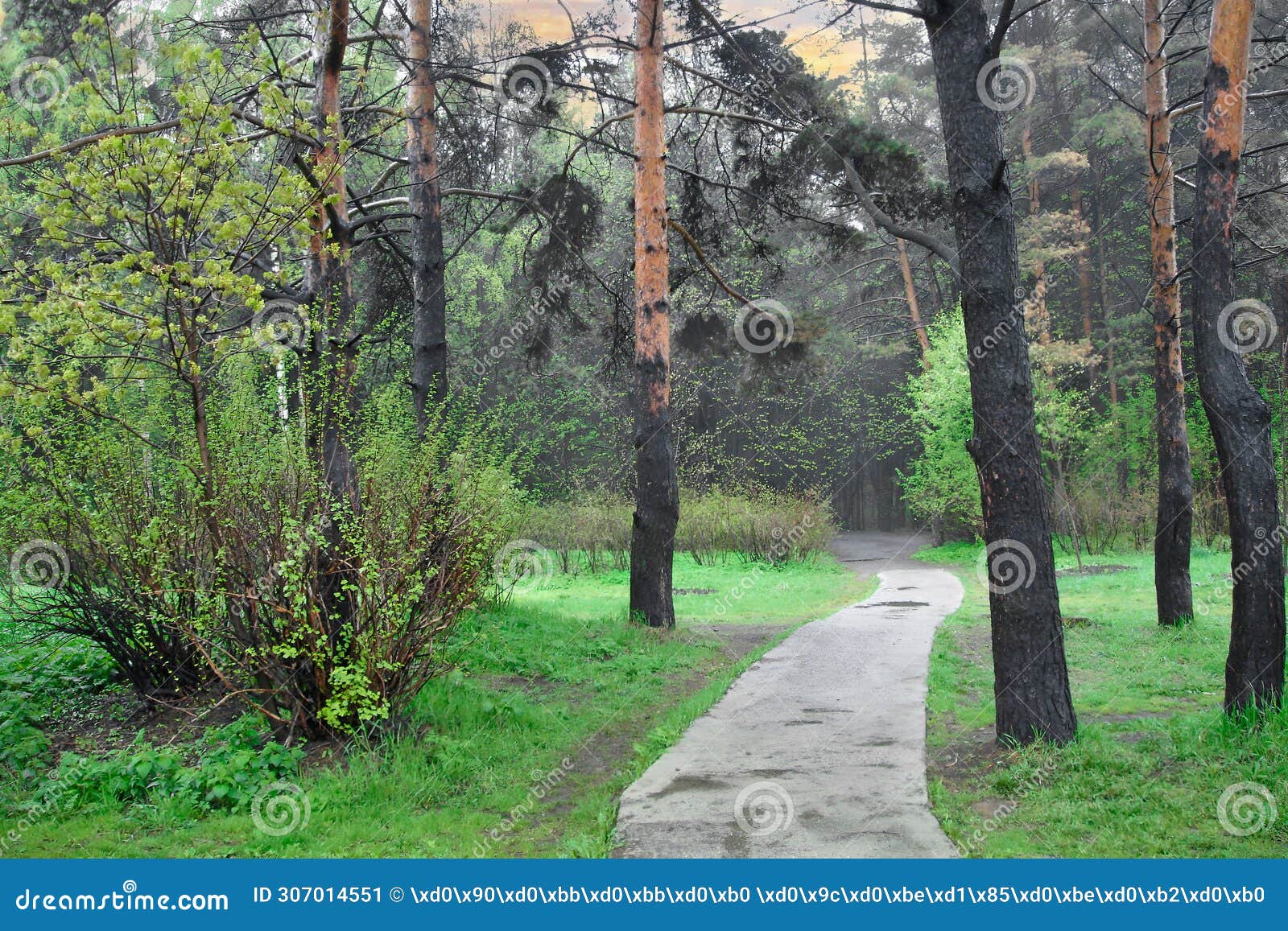 Road in Damp Spring Forest after Rain Stock Image - Image of nature ...