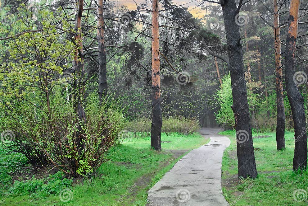 Road in Damp Spring Forest after Rain Stock Image - Image of nature ...