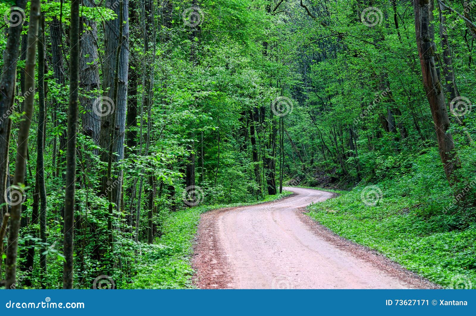 Dark Green Forest Path