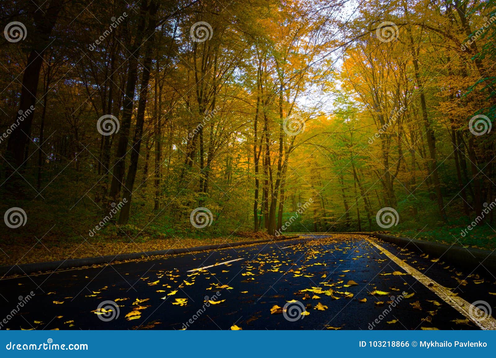 Night Forest Road Wallpaper