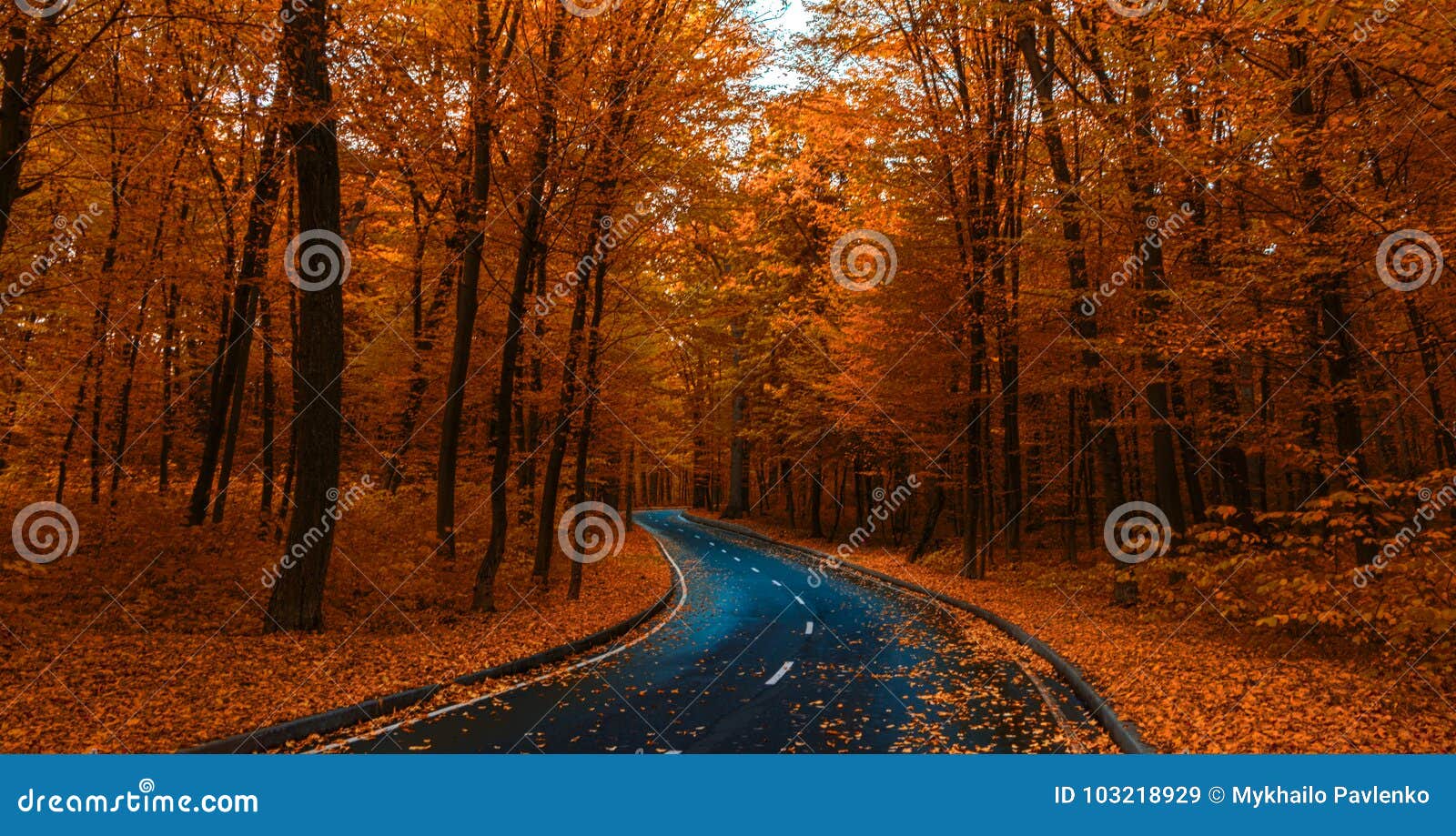 Road through Dark Night Forest in Autumn Stock Image - Image of morning ...