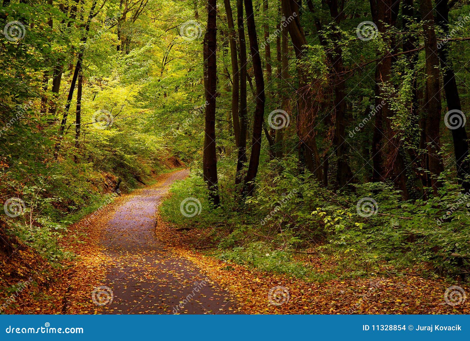 Road with dark trunks stock photo. Image of bush, autumn - 11328854