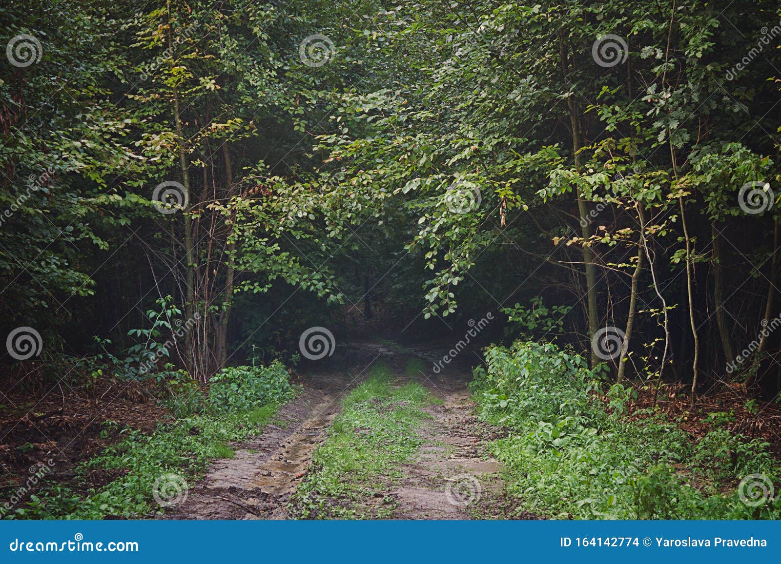 Road in a deciduous forest stock photo. Image of road - 164142774