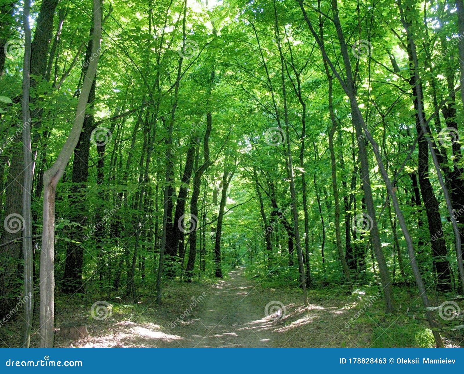 Road in the Deciduous Forest in Spring Stock Image - Image of ducklings ...