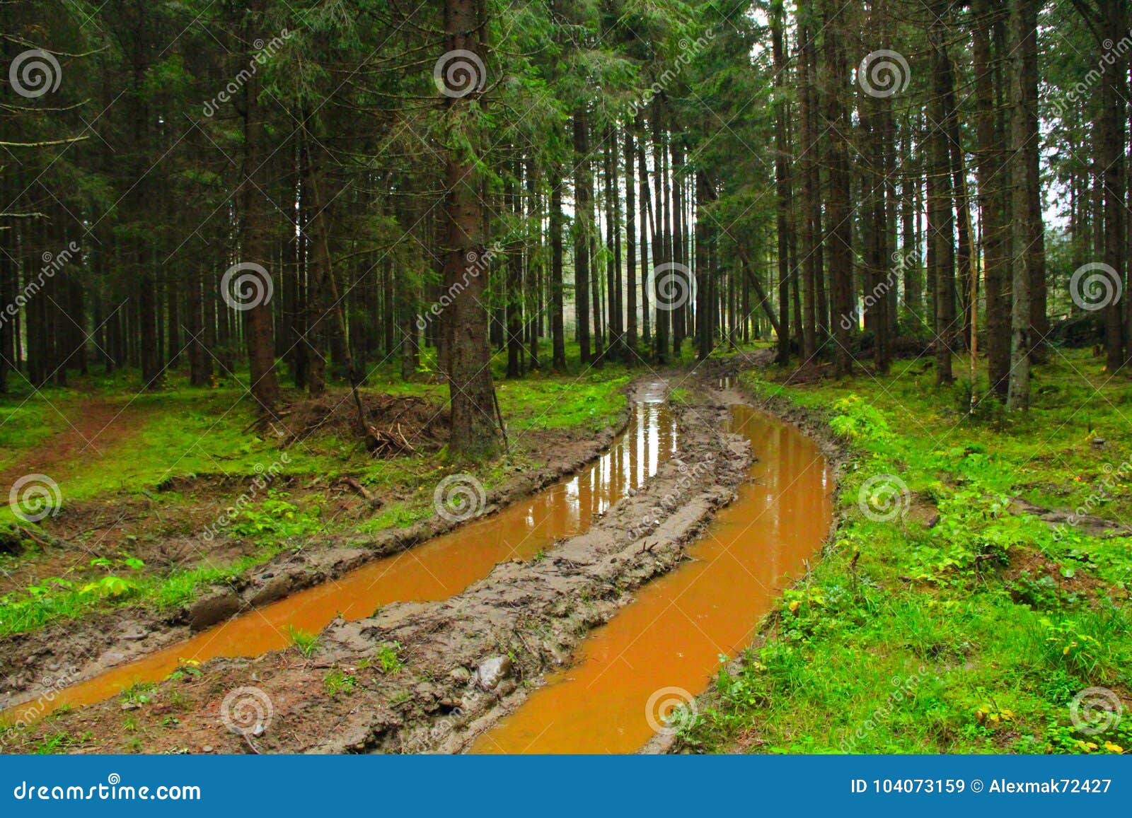 Road with Dirt and Large Pools in the Forest Stock Image - Image of ...