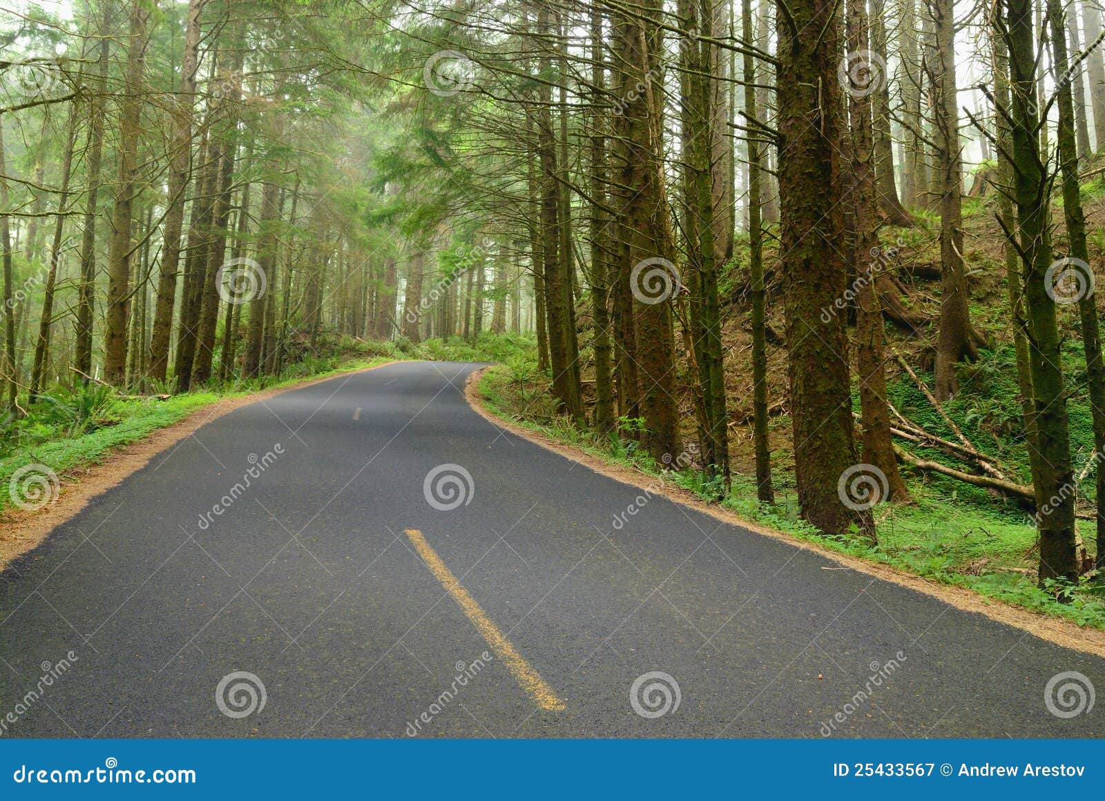 Road in deep forest stock image. Image of autumn, country - 25433567