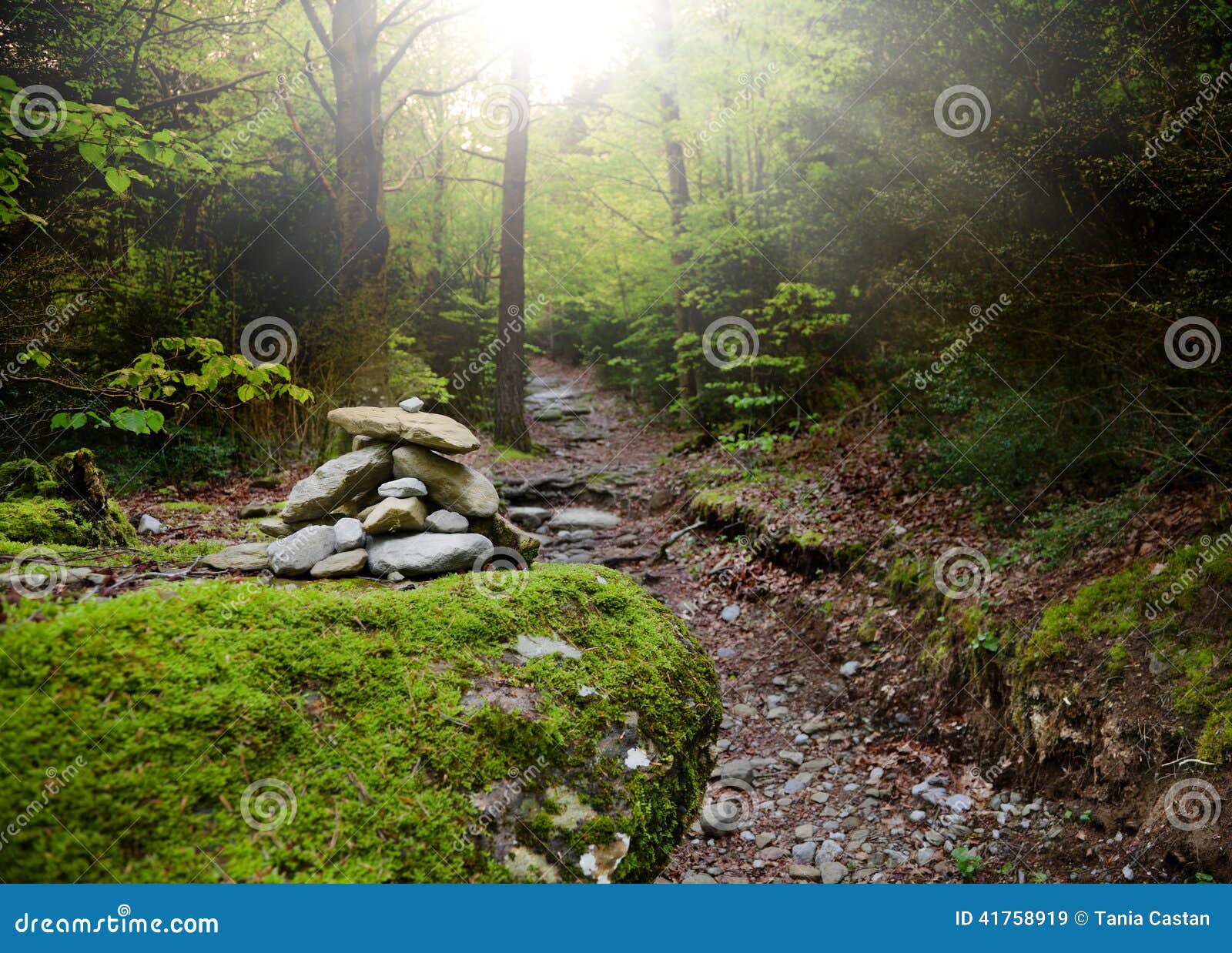 Road in deep forest stock image. Image of peace, relaxing - 41758919