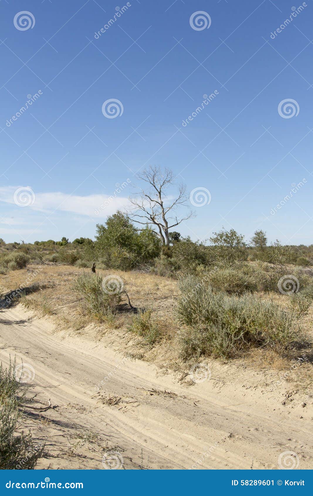 Road in the desert stock image. Image of dust, sand, tranquil - 58289601